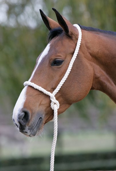 White Cotton Rope Halter - Polished Ponies Ltd